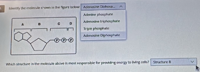 Identify the Molecule Shown in the Figure Below: Square . Adenosine Diphosp... Adenine Phosphate ...