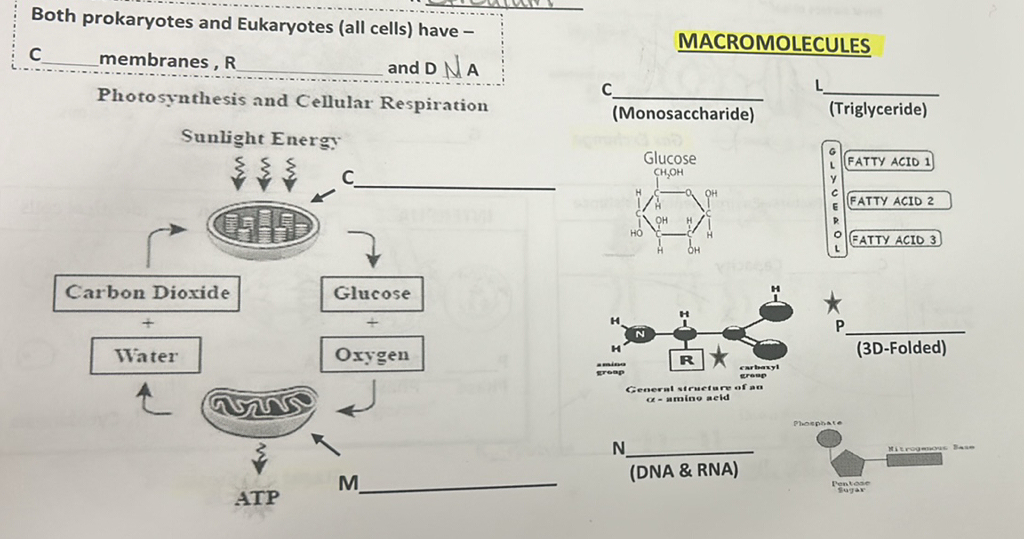 Both Prokaryotes and Eukaryotes (all Cells) Have - ACROMOLECULES ...