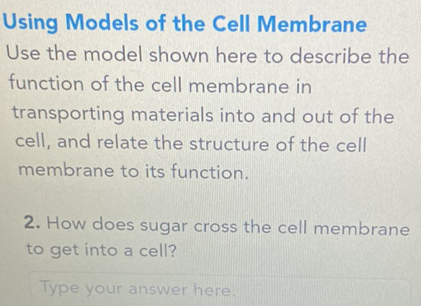 Using Models Cell Membrane Use Model Shown Describe Function Cell ...
