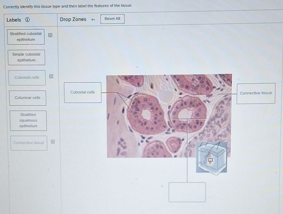 Correctly Identify This Tissue Type and Then Label the Features of the ...