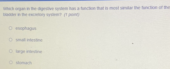 Which Organ in the Digestive System Has a Function That Is Most Similar ...
