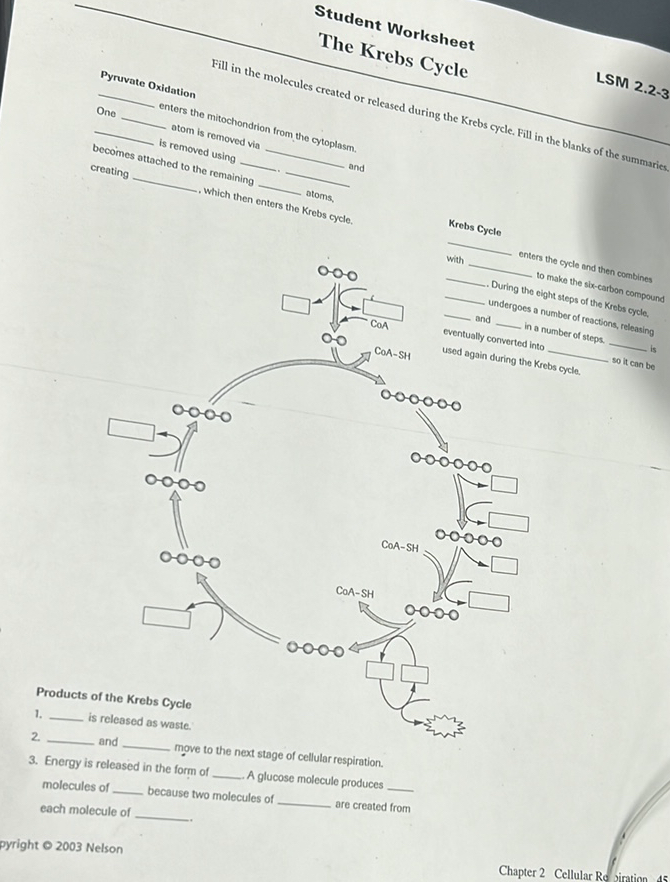 Pyruvate Oxidation Student Worksheet The Krebs Cycle Fill in the ...
