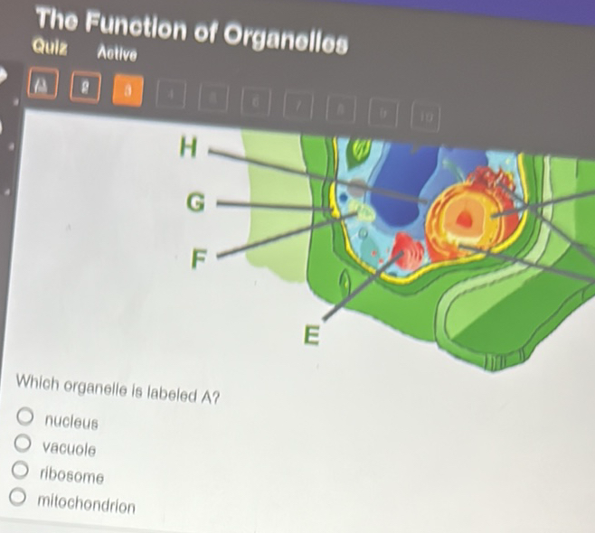 Which Organelle Labeled A? Nucleus Vacuole Ribosome Mitochondrion ...