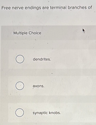 Free Nerve Endings Terminal Branches of Multiple Choice Dendrites ...