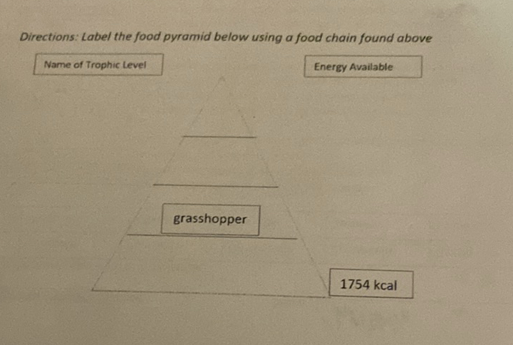 Directions: Label the Food Pyramid Below Using a Food Chain Found Above ...