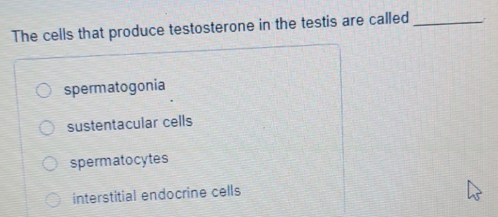 The Cells That Produce Testosterone the Testis Called __ Spermatogonia ...