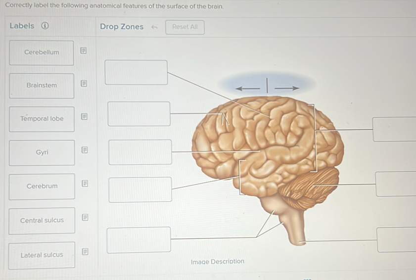 Correctly Label the Following Anatomical Features of the Surface of the ...
