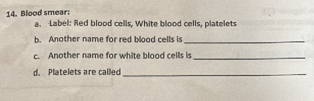 14. Blood Smear: A. Label: Red Blood Cells White Blood Cells, Platelets ...