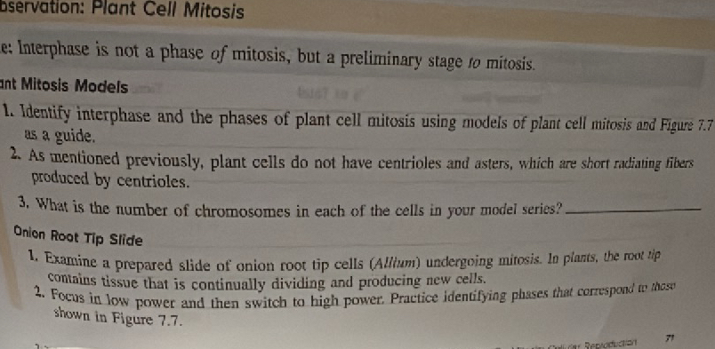 Bservation: Plant Cell Mitosis E: Interphase Is Not a Phase of Mitosis ...