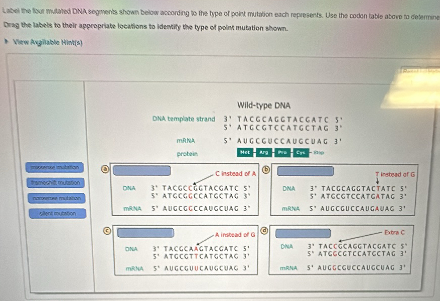 Label Four Mutated DNA Segments Shown According to Type Point Mutation ...