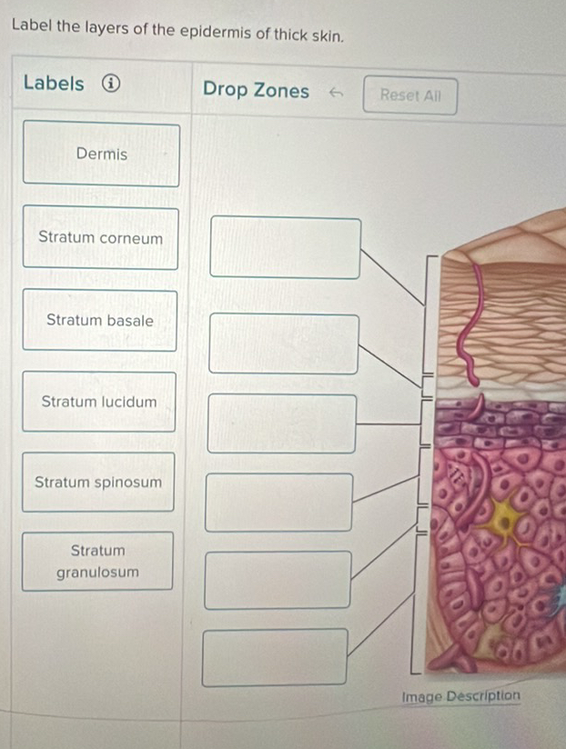 Label the Layers of the Epidermis of Thick Skin. Dunum & Drop Zones ...
