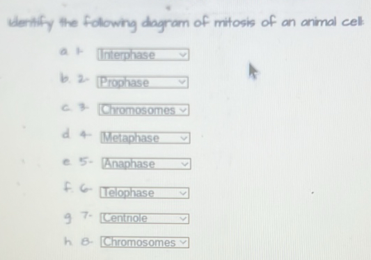 Identify the Following Diagram Mitosis Animal Cell Square V B I Square ...