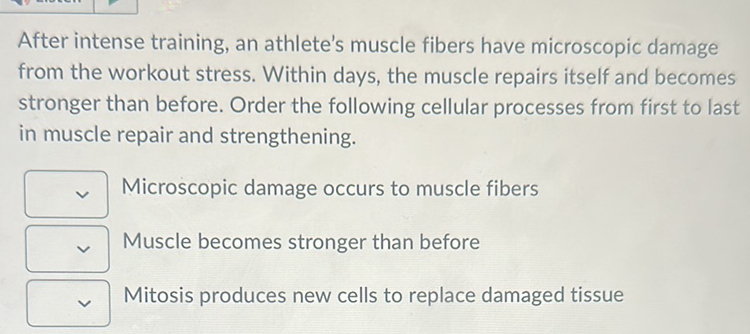After Intense Training an Athlete's Muscle Fibers Have Microscopic ...